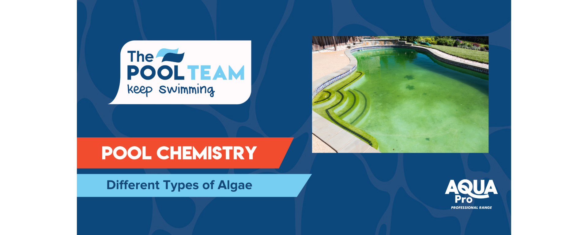 Different Types of Algae in Pools | Pool Team